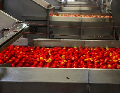 Reliable Tomato Processing in California by Industry Leader