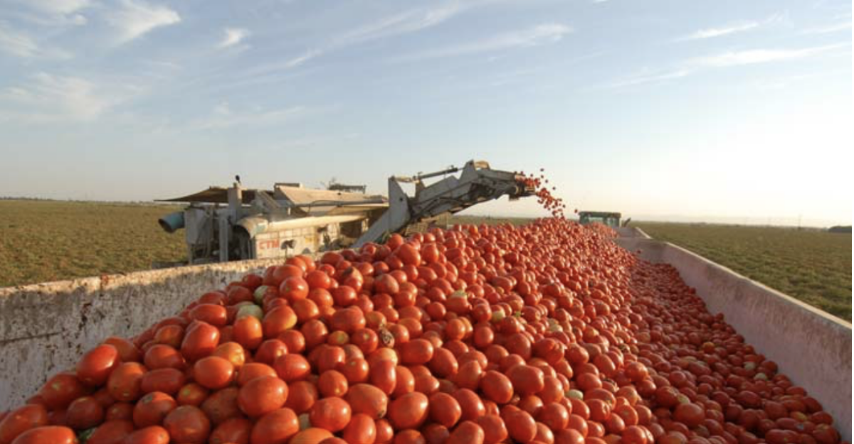 MARKET ANALYSIS: Processors Moving Tomato Inventories