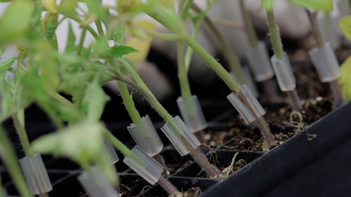 Grafted Seedlings: The Future of Tomato Processing