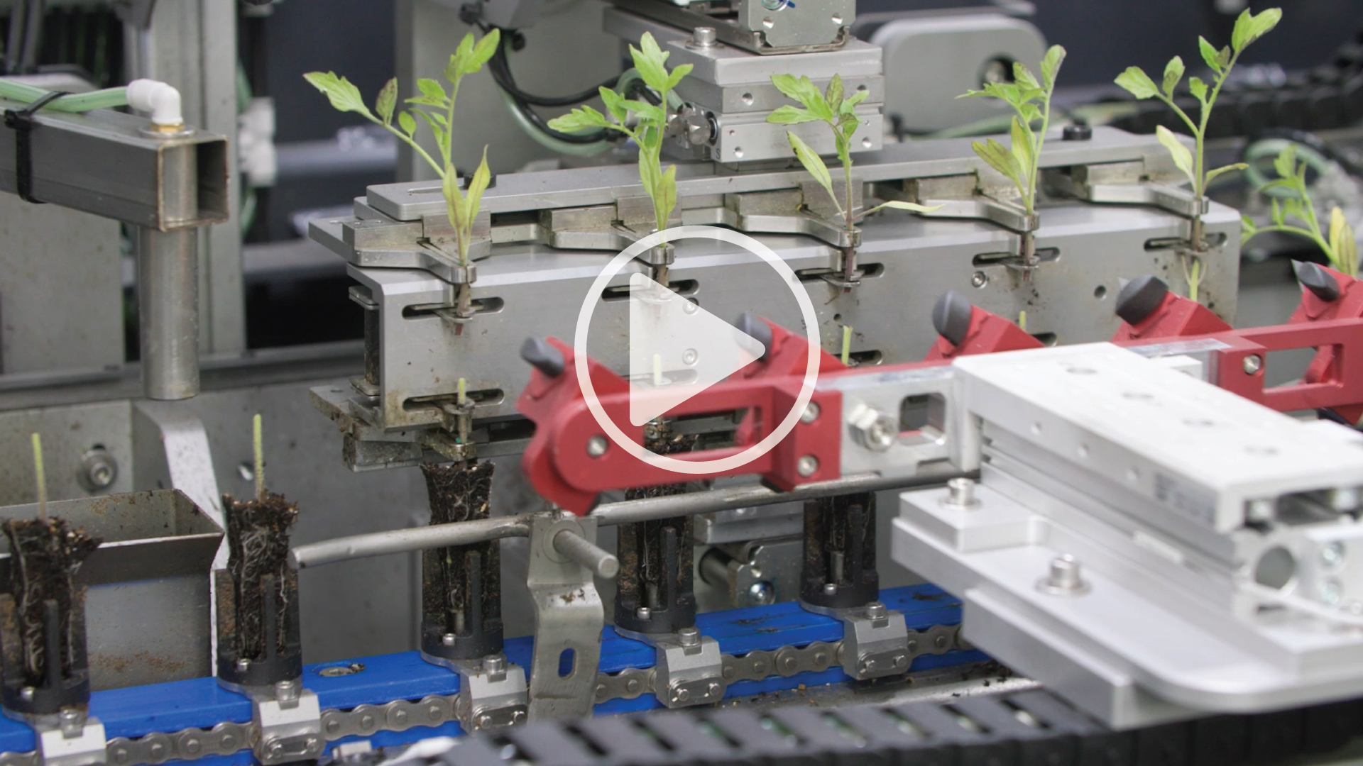Grafted Seedlings: The Future of Tomato Processing