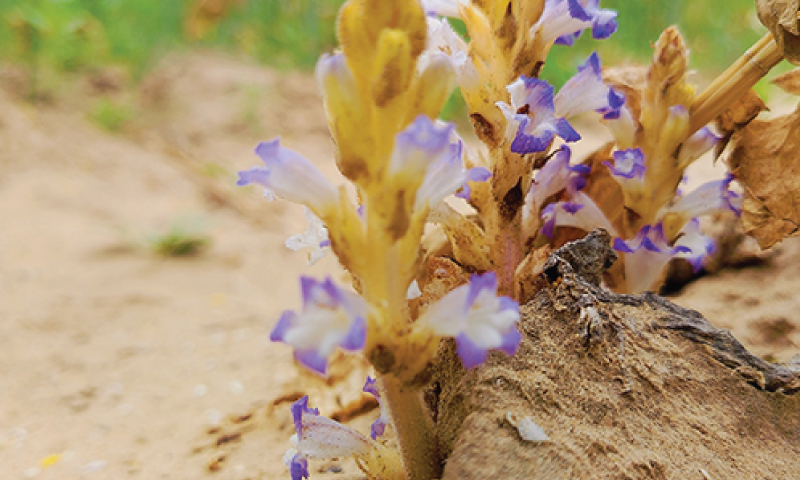 Water Planning, Crop Protection, and Market Awareness Guide the 2026 Season
